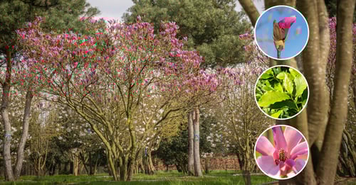 Ebben Trees - Blog | Ebben Tree Nursery